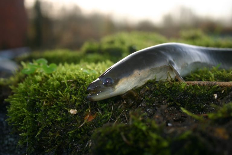 European Eel (Anguilla anguilla) - Explore The Weald Moors