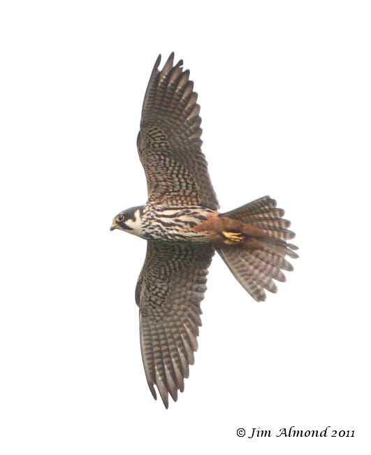 Hobby (Falco subbuteo) - Explore The Weald Moors