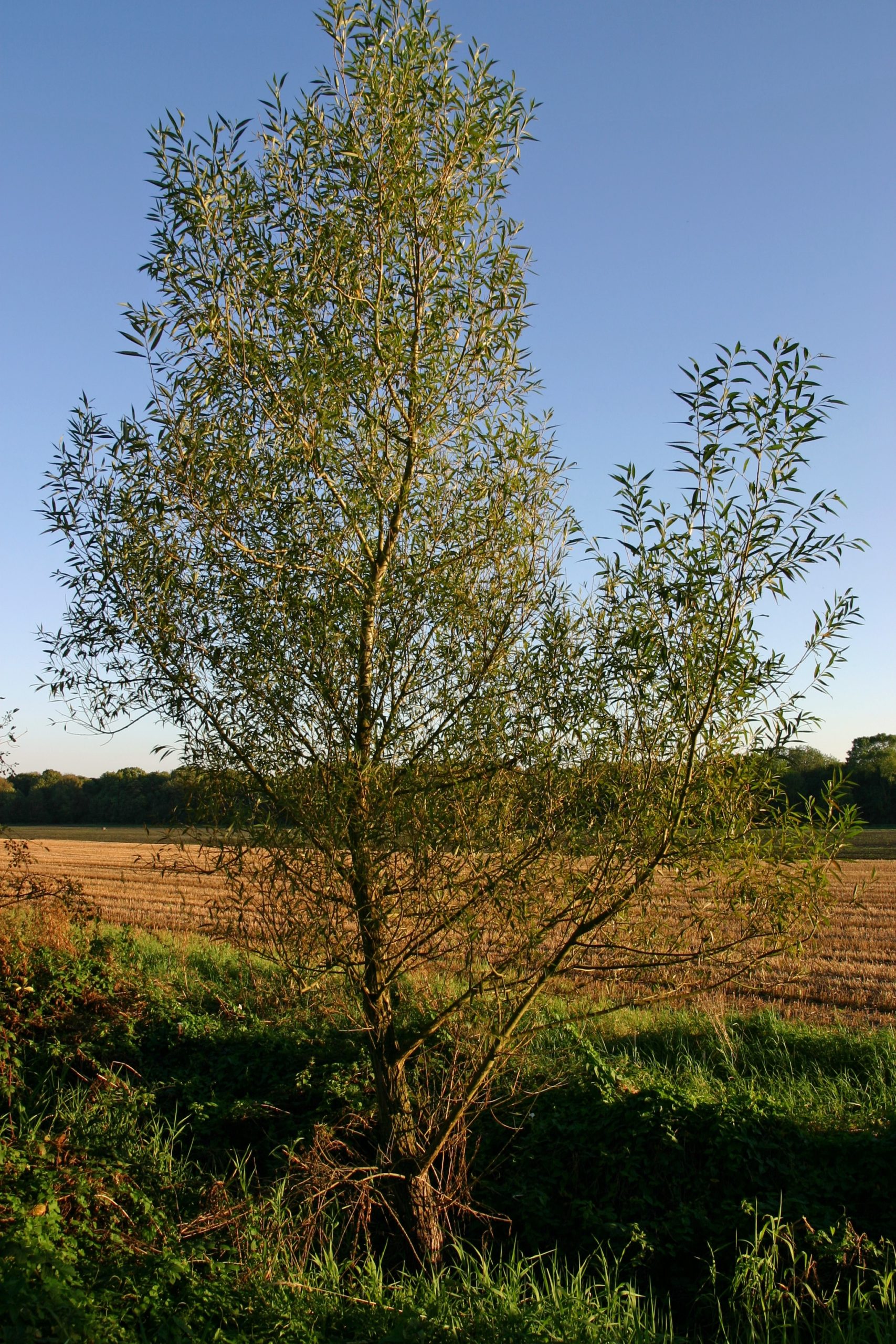 Weald Moors Trees - Explore The Weald Moors