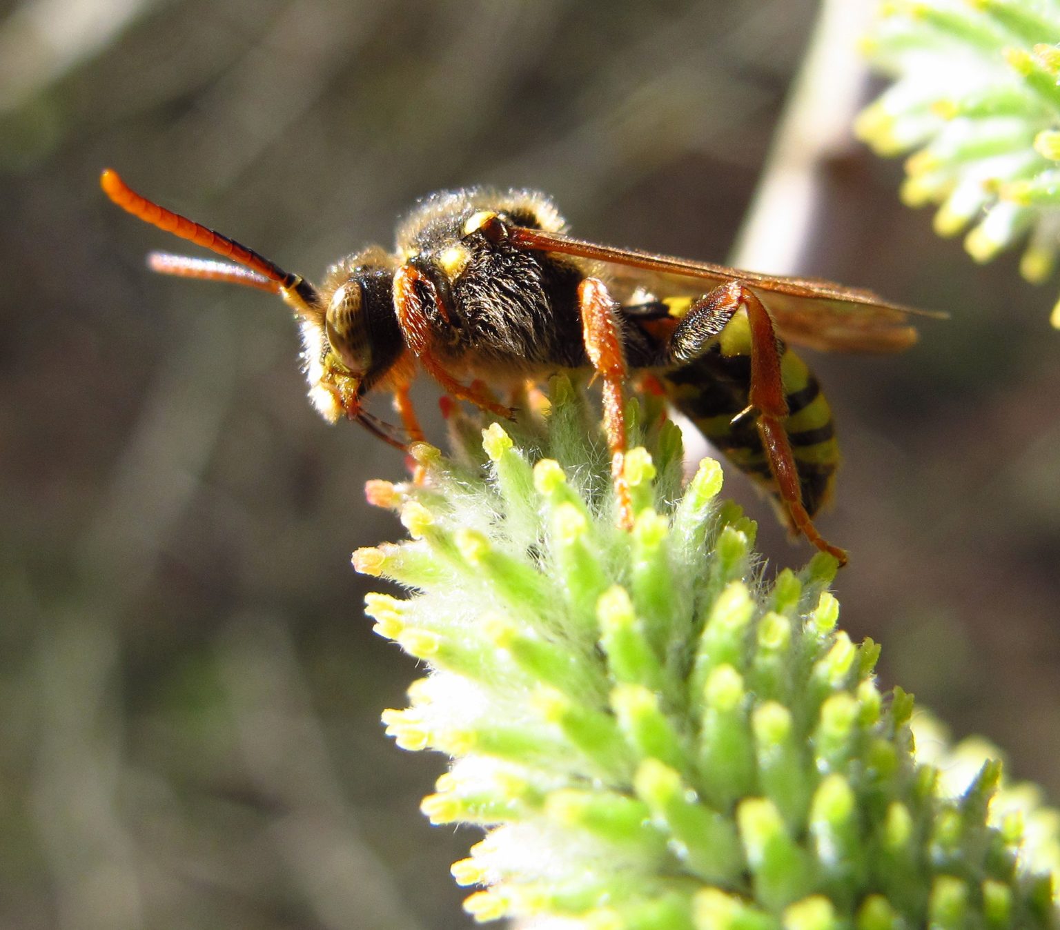 Mining Bees (Andrenidae) - Explore The Weald Moors