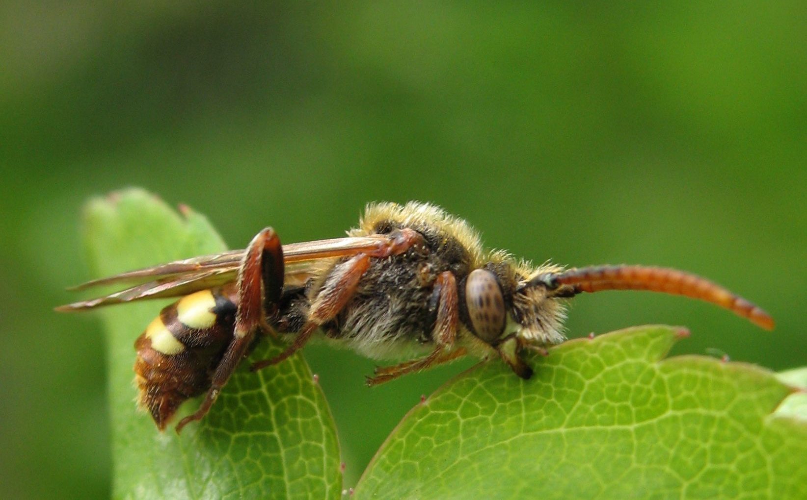 Mining Bees (Andrenidae) - Explore The Weald Moors