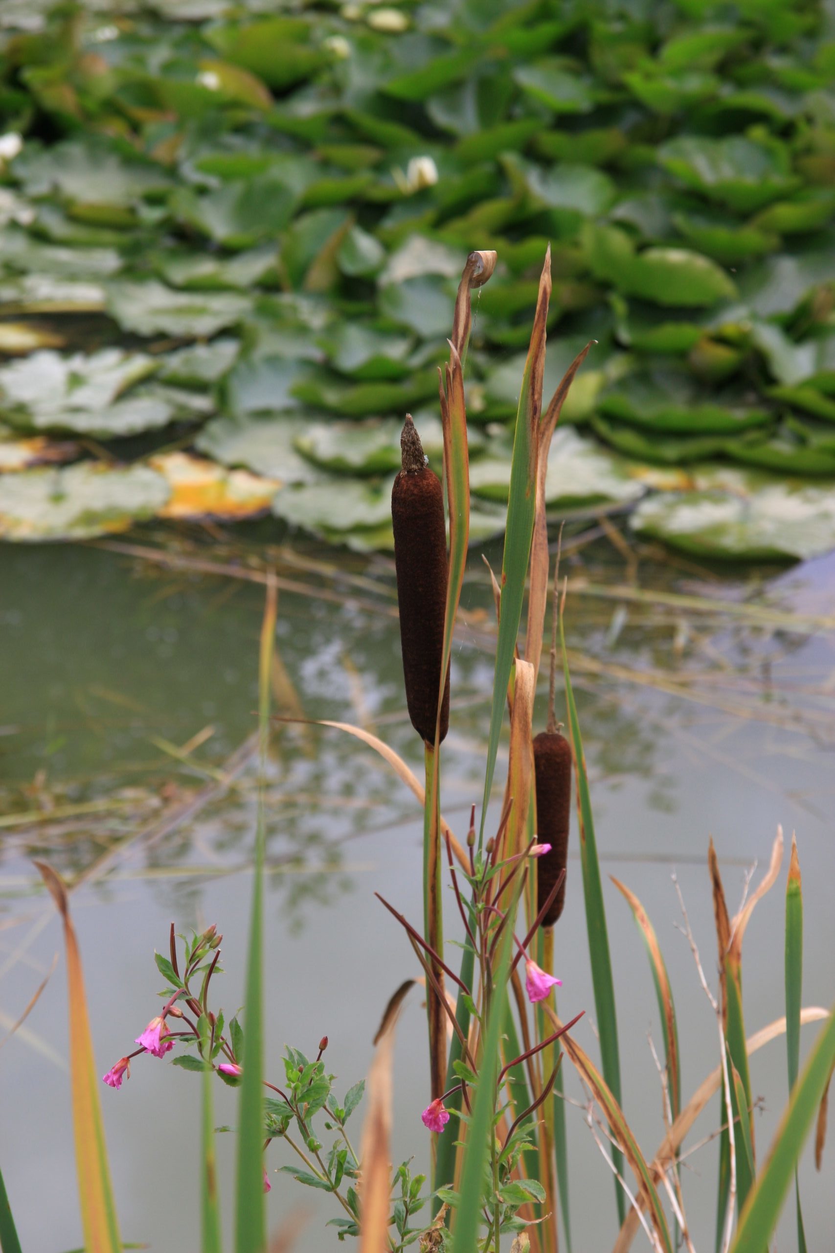 Emergent Grasses and Rushes - Explore The Weald Moors