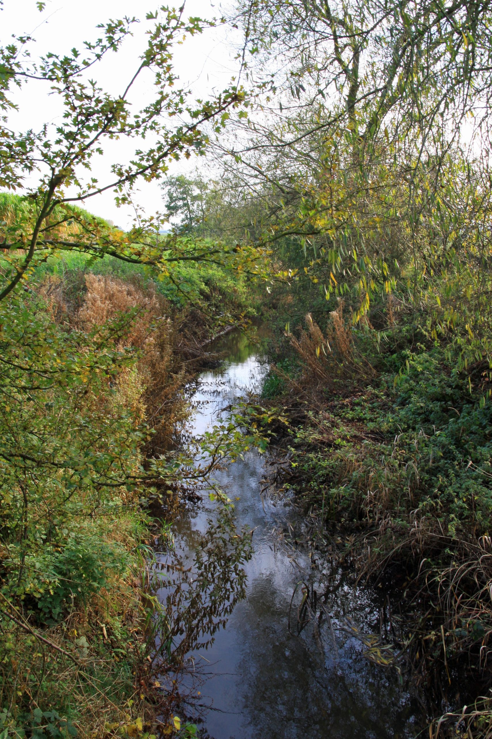 Rivers, Streams and Strines - Explore The Weald Moors